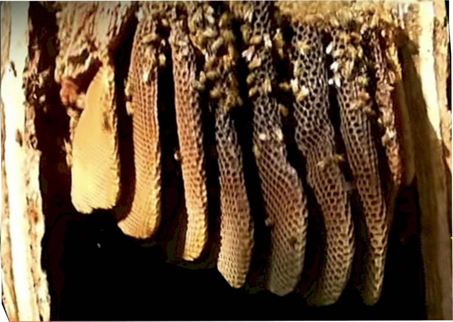 Horizontal Hives - forestbeehive.com - Natural Beekeeping in Maine